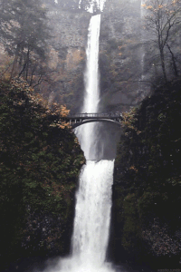 Forest GIFs - Get the best gif on GIFER