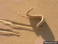 Desert GIFs - Get the best gif on GIFER