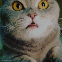 Categories GIFs - Get the best gif on GIFER