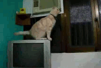 Continuity GIFs - Get the best gif on GIFER