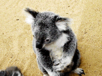 Coala GIFs - Get the best gif on GIFER