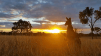 Australia GIFs - Get the best gif on GIFER