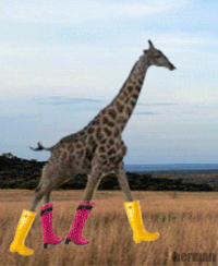Girafe GIFs - Get the best gif on GIFER