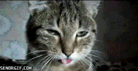Pesky GIFs - Get the best gif on GIFER