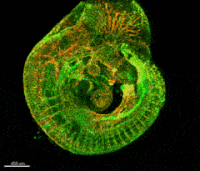 Microscopy GIFs - Get the best gif on GIFER