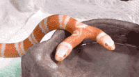 Serpiente GIFs - Get the best gif on GIFER
