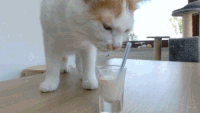 Milkshake GIFs - Get the best gif on GIFER