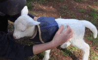 Lamb GIFs - Get the best gif on GIFER