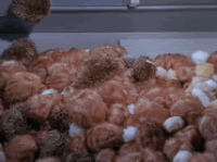 Tribbles GIFs - Get the best gif on GIFER