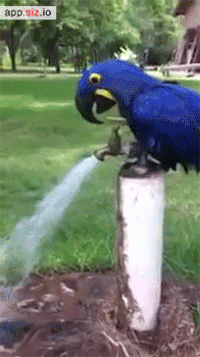 Loro GIFs - Get the best gif on GIFER