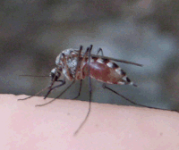 Mosquitos GIFs - Get the best gif on GIFER
