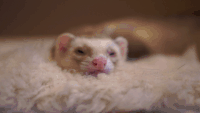 Ferret GIFs - Get the best gif on GIFER