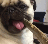 Taste GIFs - Get the best gif on GIFER