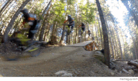 Ferns GIFs - Get the best gif on GIFER