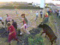 Toro GIFs - Get the best gif on GIFER