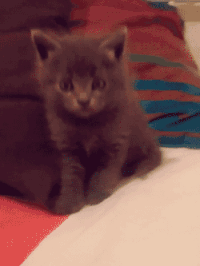 Noooo GIFs - Get the best gif on GIFER