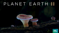 Fungi GIFs - Get the best gif on GIFER