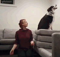 The trust fall GIFs - Get the best gif on GIFER