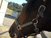 Pferd GIFs - Get the best gif on GIFER