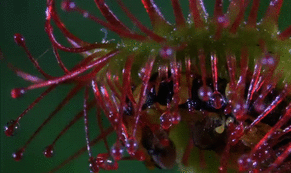 Growing plants GIF - Conseguir o melhor gif em GIFER