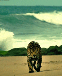 Mammals GIFs - Get the best gif on GIFER