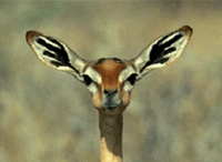 Deer GIFs - Get the best gif on GIFER