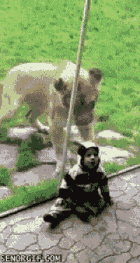 Zoo GIFs - Get the best gif on GIFER