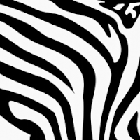 Zebra GIFs - Get the best gif on GIFER