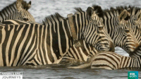Zebra GIFs - Get the best gif on GIFER