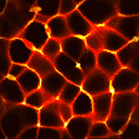 Lava GIFs - Get the best gif on GIFER