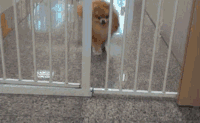 Чапо GIFs - Get the best gif on GIFER