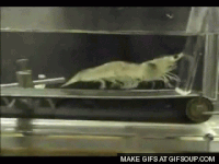 Shrimp GIFs - Get the best gif on GIFER