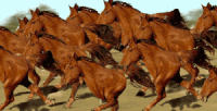 Herding GIFs - Get the best gif on GIFER