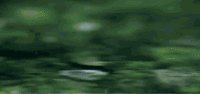 Ripples GIFs - Get the best gif on GIFER