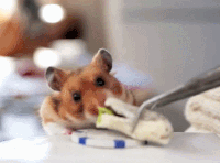 Burritos GIFs - Get the best gif on GIFER