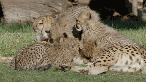 Cheetah cub GIF - Conseguir o melhor gif em GIFER