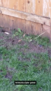 Gophers GIFs - Get the best gif on GIFER