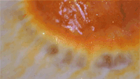 Lush GIFs - Get the best gif on GIFER
