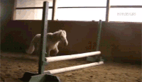 Mini horse GIFs - Get the best gif on GIFER