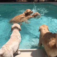 Retriever GIFs - Get the best gif on GIFER