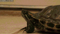 Tortoise GIFs - Get the best gif on GIFER