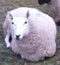 Gif Mouton Qui Hurle