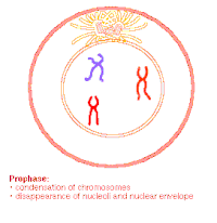 Cells GIFs - Get the best gif on GIFER