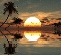 Tree GIFs - Get the best gif on GIFER