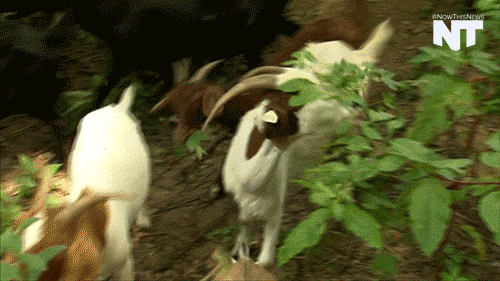 Herbivores GIFs - Obtenez le meilleur gif sur GIFER