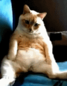 Cat farts GIF - Conseguir o melhor gif em GIFER