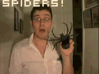 Spiders GIFs - Get the best gif on GIFER