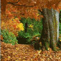 Autumn GIFs - Get the best gif on GIFER