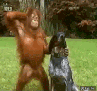 Monkey fall GIFs - Get the best gif on GIFER