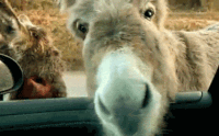 Donkey GIFs - Get the best gif on GIFER